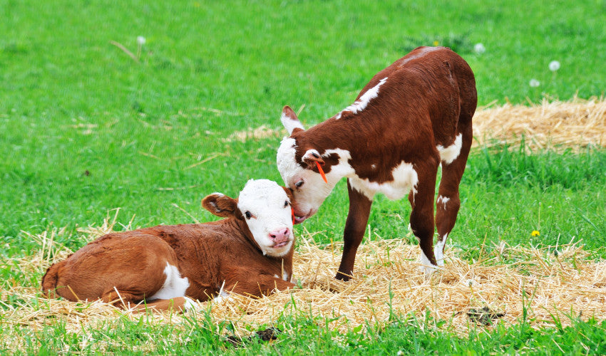 Spring Calving Prep Checklist: Supplies and Tips for a Successful Seas